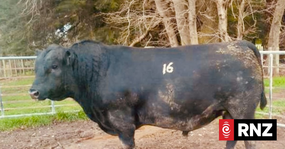 Record-breaking $161,000 bull worth every cent, owner says | RNZ