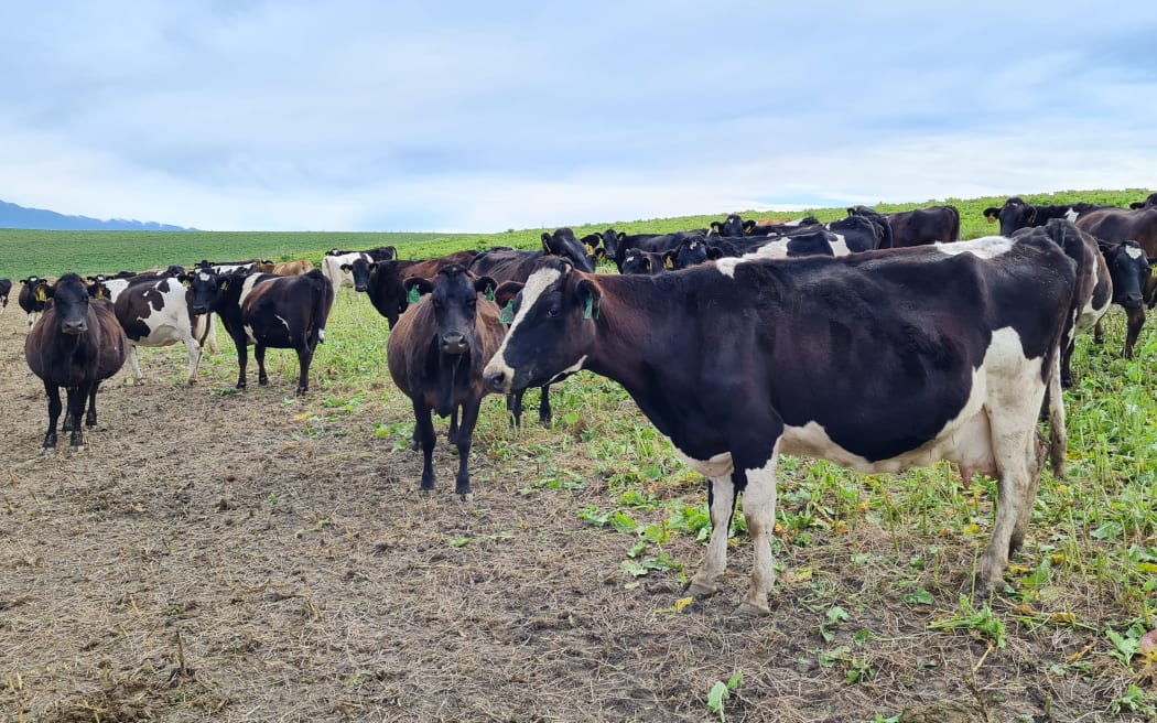 'I've been chased by wolves twice' - Timaru farmer | RNZ