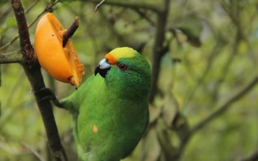 Saving the kākāriki karaka, an ongoing mission | RNZ