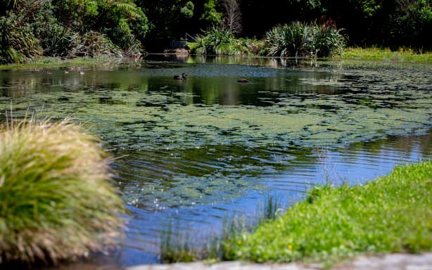 Group calls for second Zealandia | RNZ