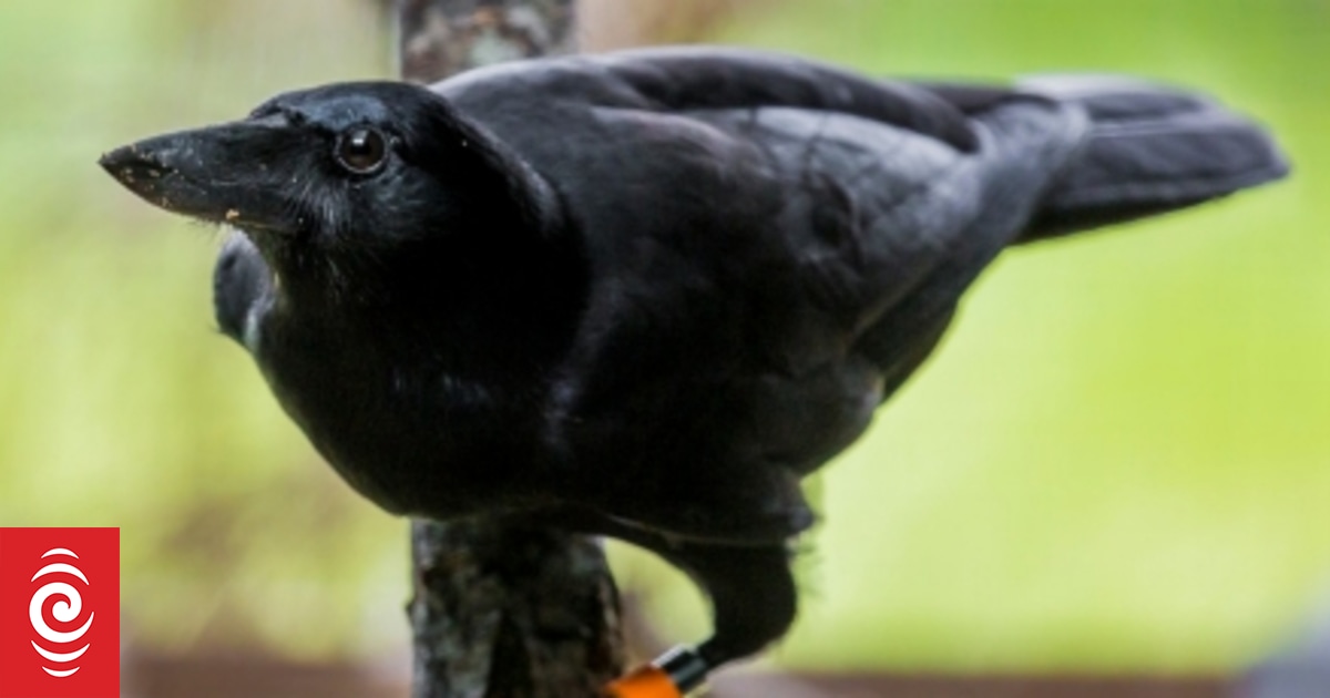 The New Caledonian crow is way smarter than we thought | RNZ
