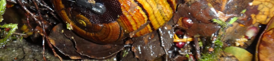 Radio tracking our carnivorous snails | RNZ