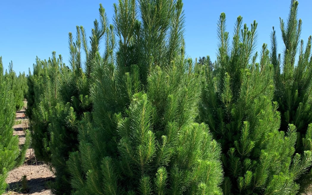 The cost of Christmas trees is rising across NZ. Here's why | RNZ News