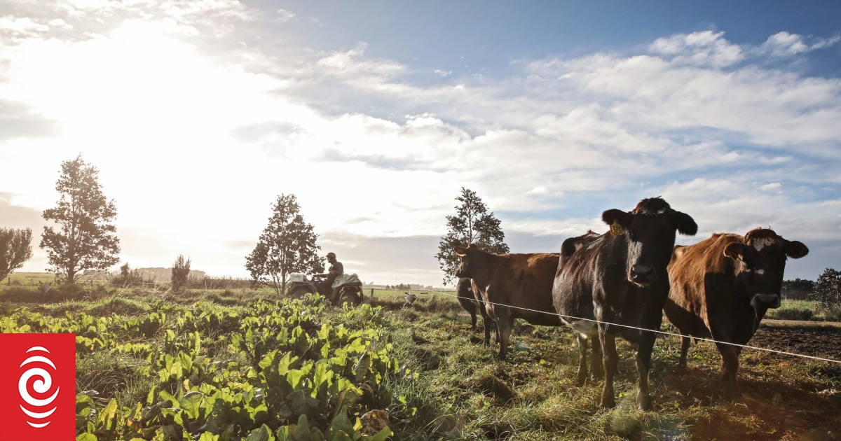 Twelve thousand cows to be culled from NZ feedlot | RNZ