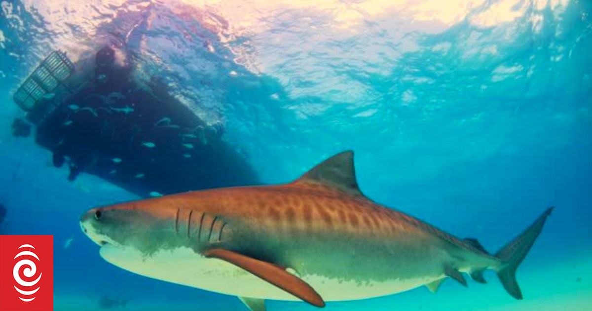 Scientific shark study resumes in New Caledonia | RNZ News