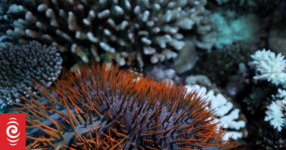 Cook Islands battling coral eating starfish | RNZ