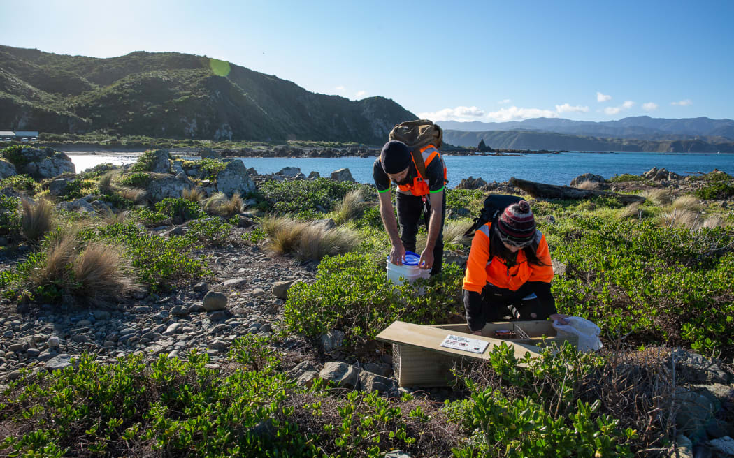 Rats, stoats, weasels eliminated from Wellington's Miramar Peninsula ...