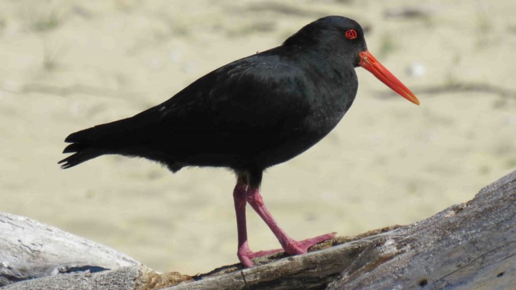 Rare wading birds counted at record numbers in Christchurch estuary ...