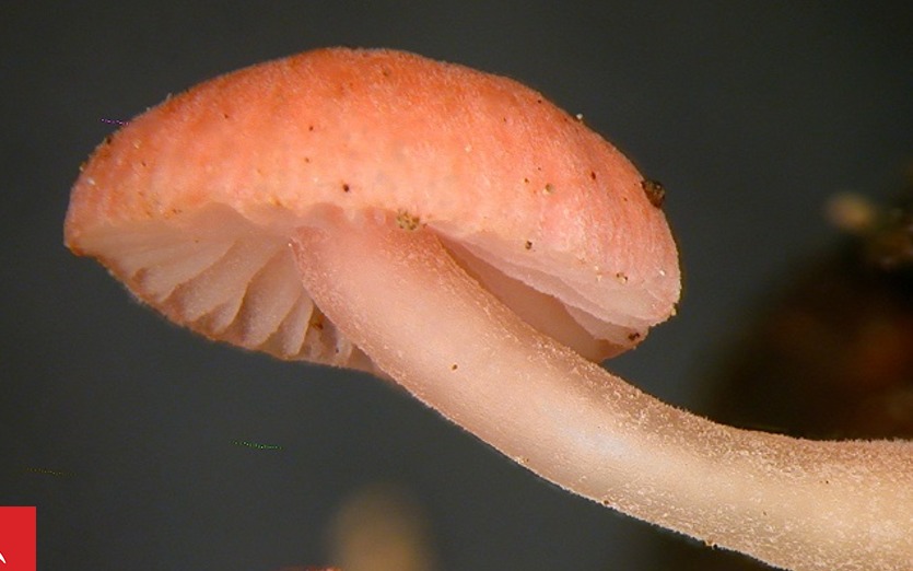 Native fungi found to be bioluminescent | RNZ