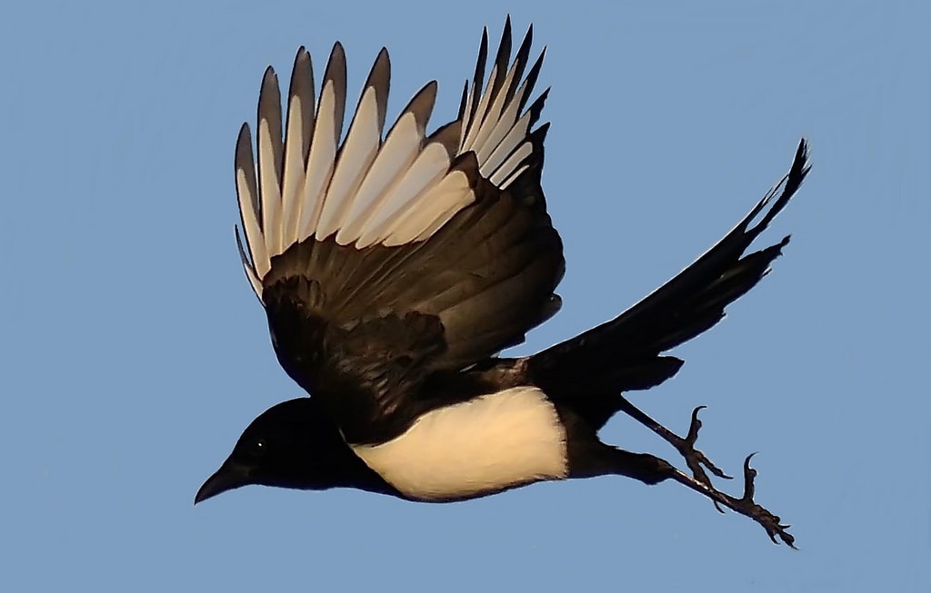 ROSSINI: Overture, The Thieving Magpie | RNZ