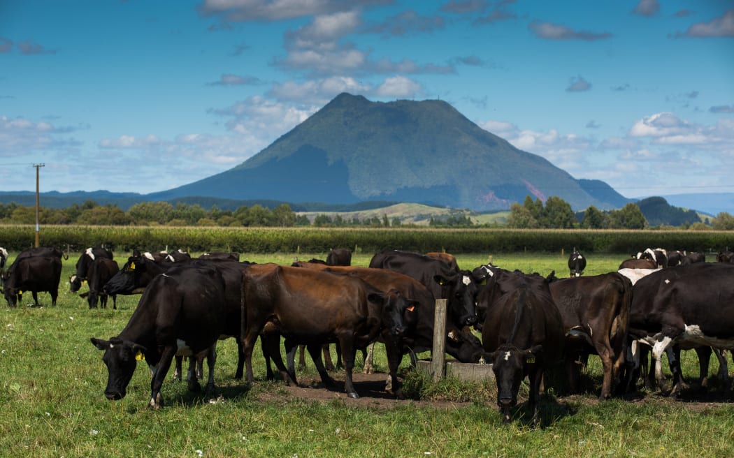 Māori farms bigger, carry more stock than average - data | RNZ News