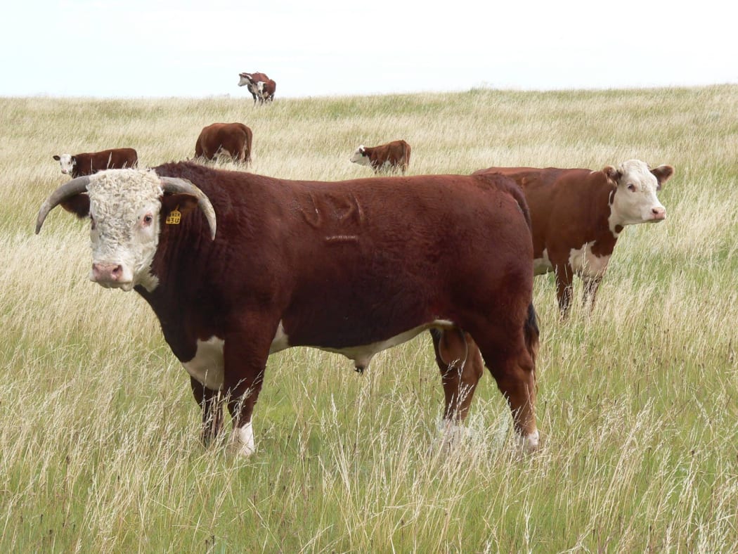 Farm Talk - Canadian Cattle rancher Travis Wasko | RNZ