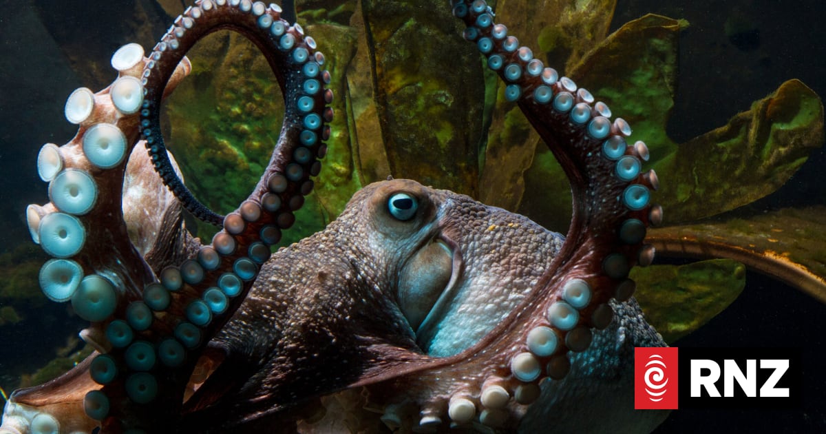 Escaped octopus 'didn't even leave us a message' | RNZ
