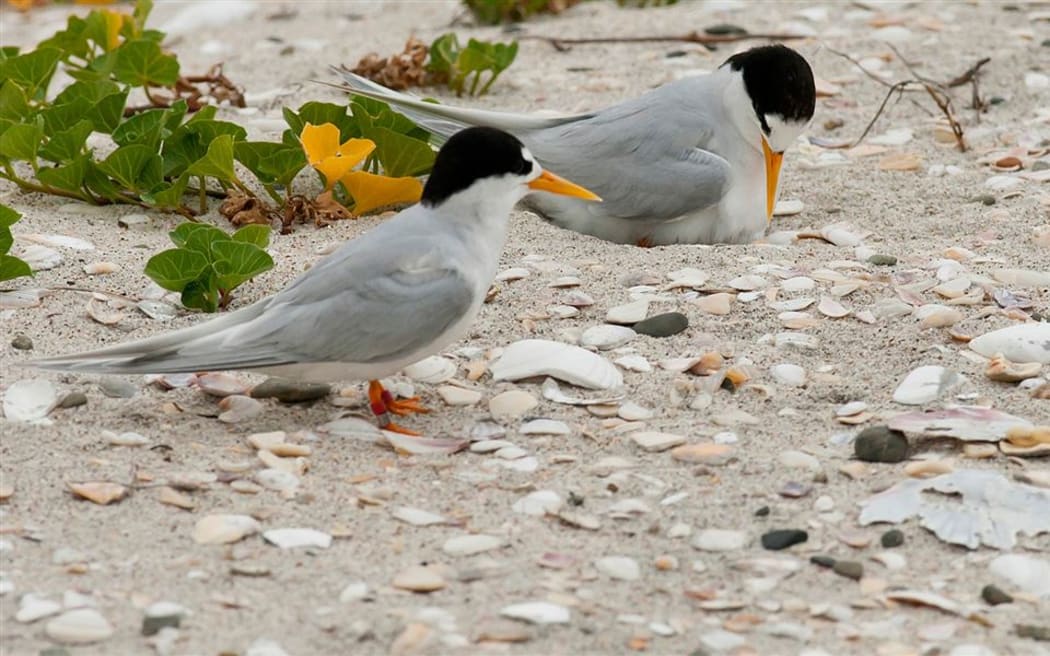 Endangered terns set to hatch at cash-strapped Auckland Zoo | RNZ News