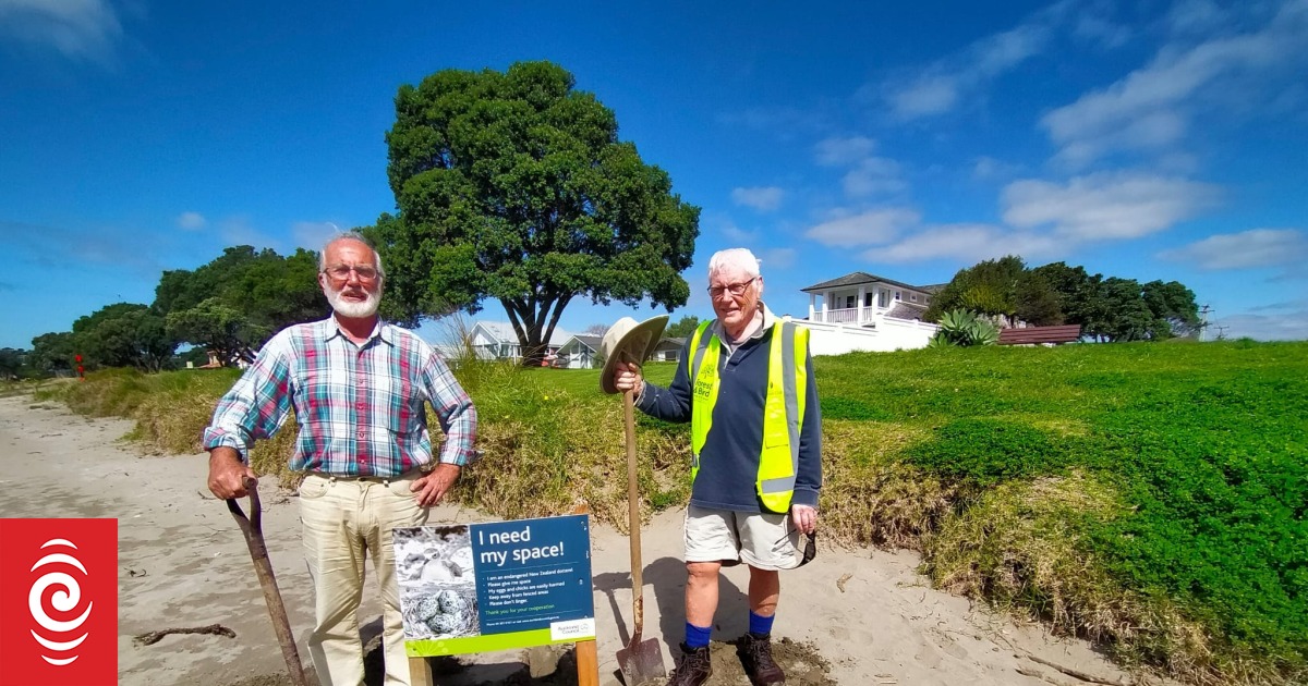 Dotterel minders put in time for endangered shorebird | RNZ