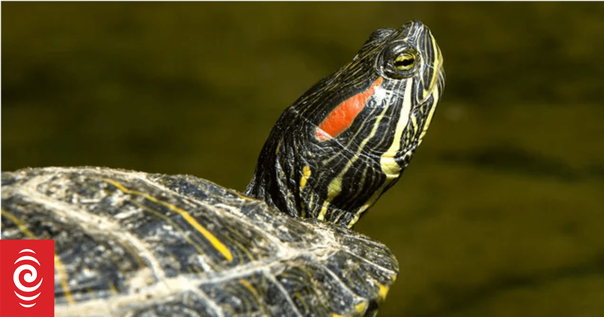 Invasive turtles make home in Waikato waterways | RNZ