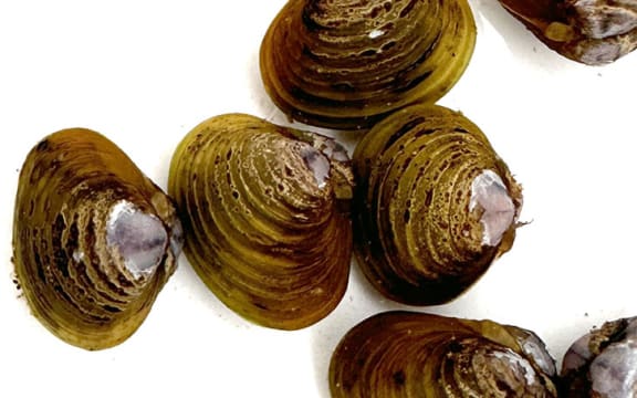 Newly discovered invasive Gold clam can produce 400 offspring a day ...