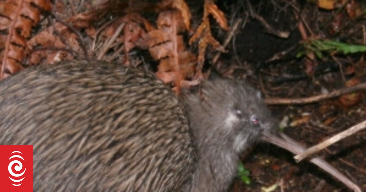 Kiwi actually an Australian immigrant, experts say | RNZ News