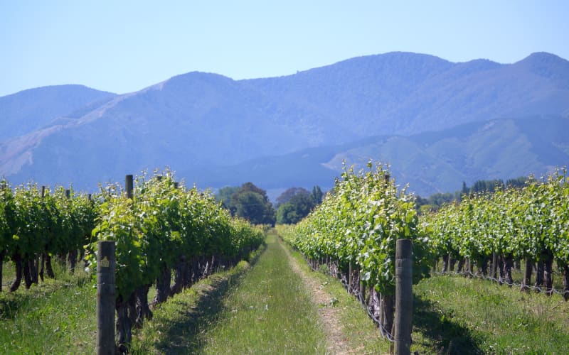 Employers unable to fill vacancies in Marlborough | RNZ