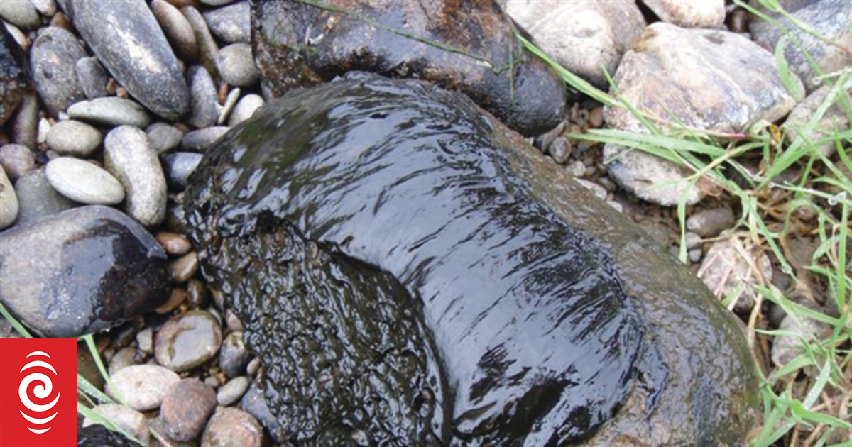 Neurotoxin algae warning as Wellington officials urge locals to avoid ...