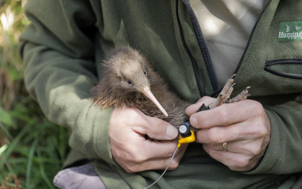 Bringing kiwi back to the capital | RNZ News