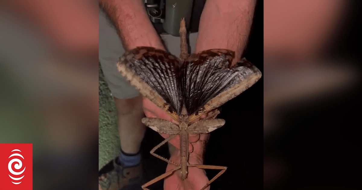 New giant stick insect species is Australia's heaviest | RNZ News