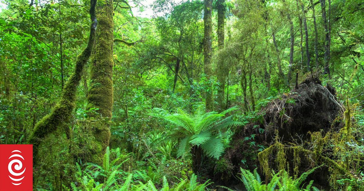 Experts warn forest understorey at risk of irreversible damage | RNZ