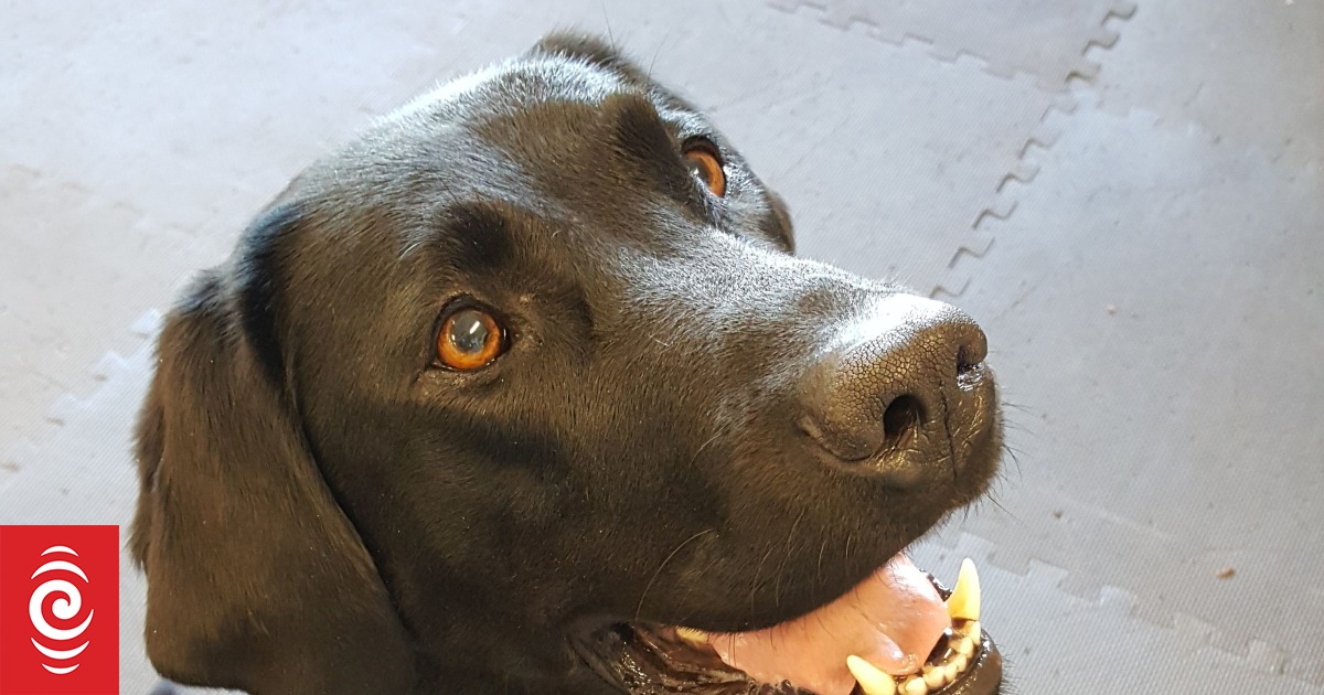 Clever canines | RNZ
