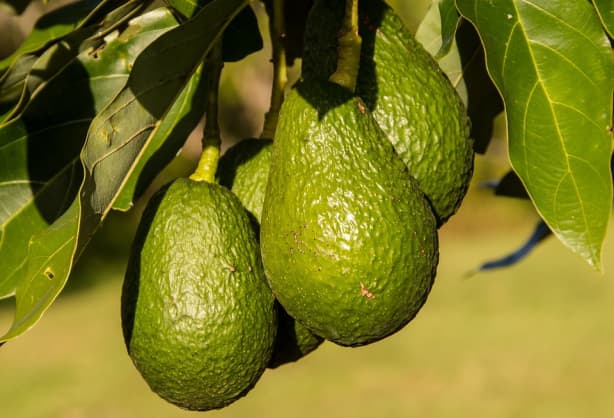 'Serious pest' affecting avocado trees discovered in Auckland | RNZ