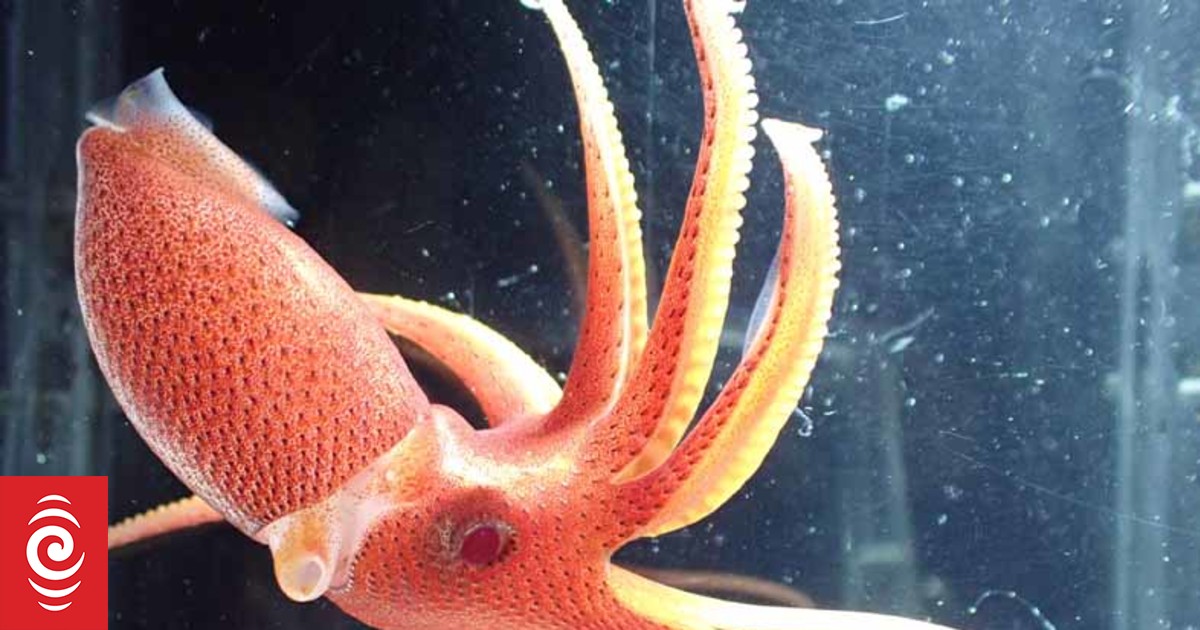 The world through squid eyes | RNZ