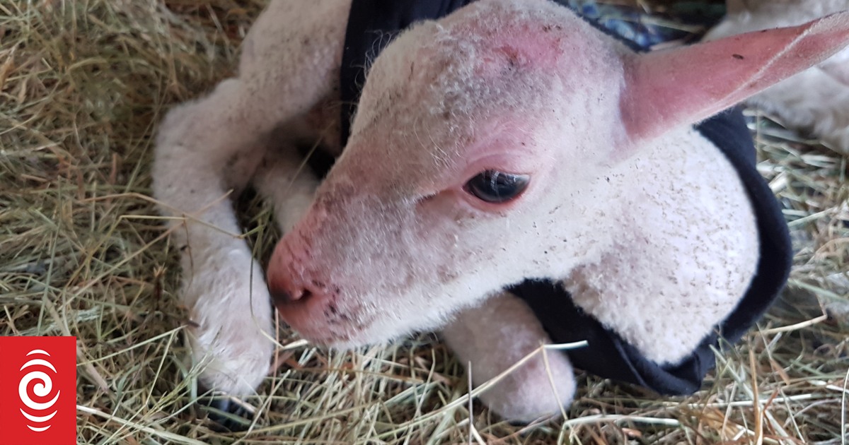 Woolless lamb 'one of the ugliest lambs I've ever seen' | RNZ