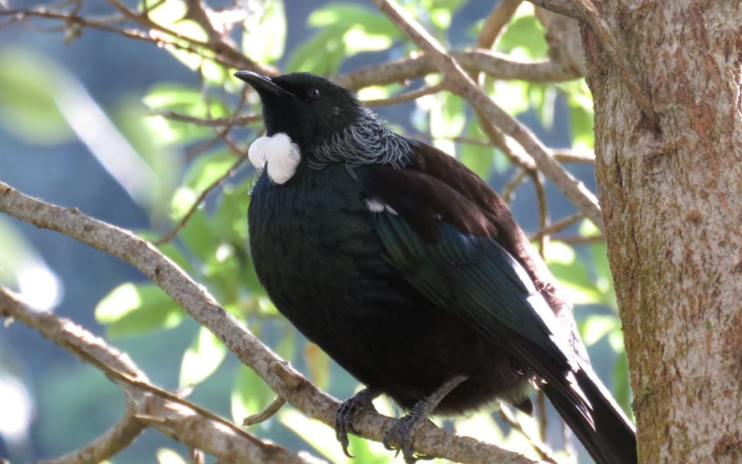 Tūī numbers take off in Canterbury over past 10 years | RNZ News