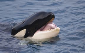 Injuries of orca tangled in crayfish line likely to be incredibly ...
