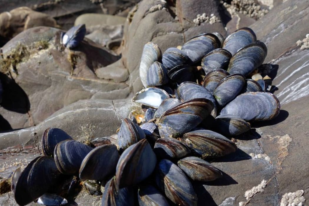 Toxic shellfish warning extended near Auckland | RNZ News