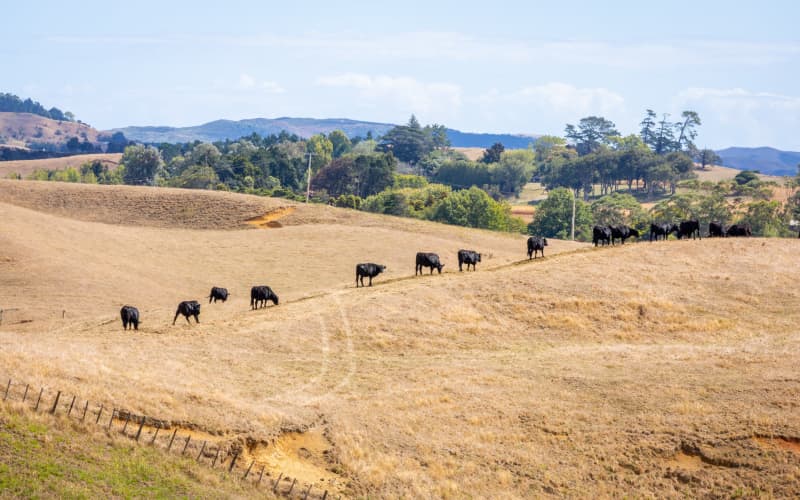 Drought-busting Waikato water plan to flow on, despite amalgamation ...