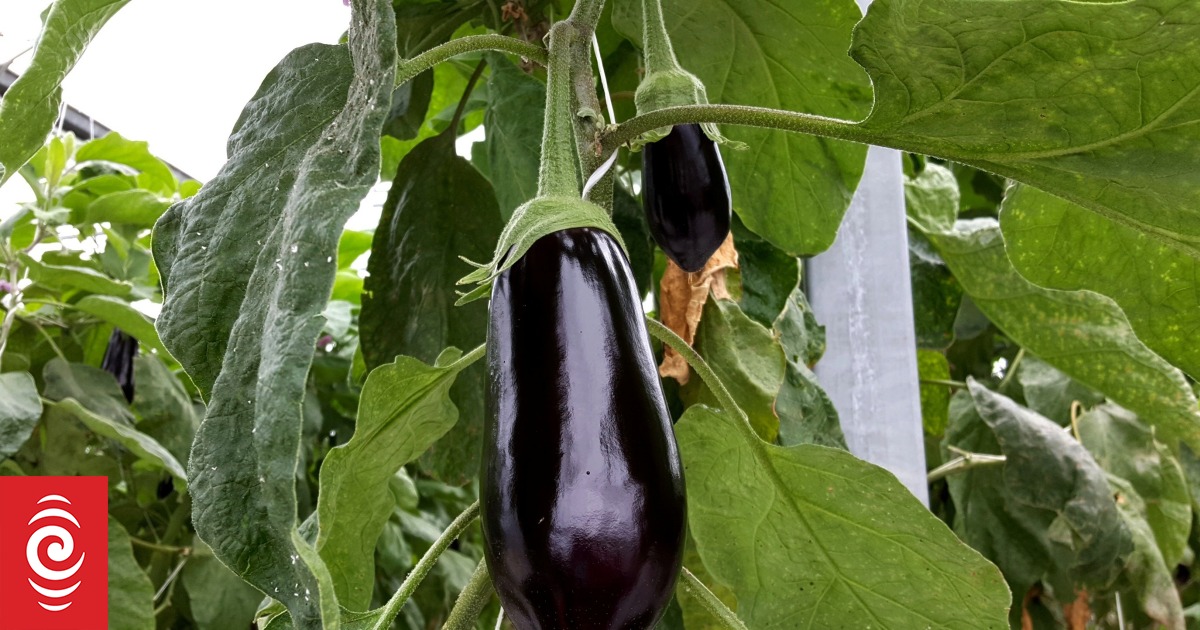 Fruit and Vege Report with Glenn Forsyth | RNZ