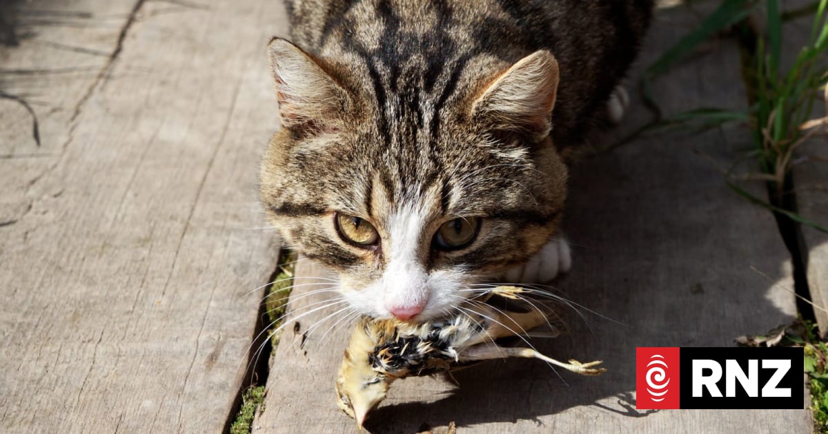 Better to solve cat problem with education than punishment - bird ...