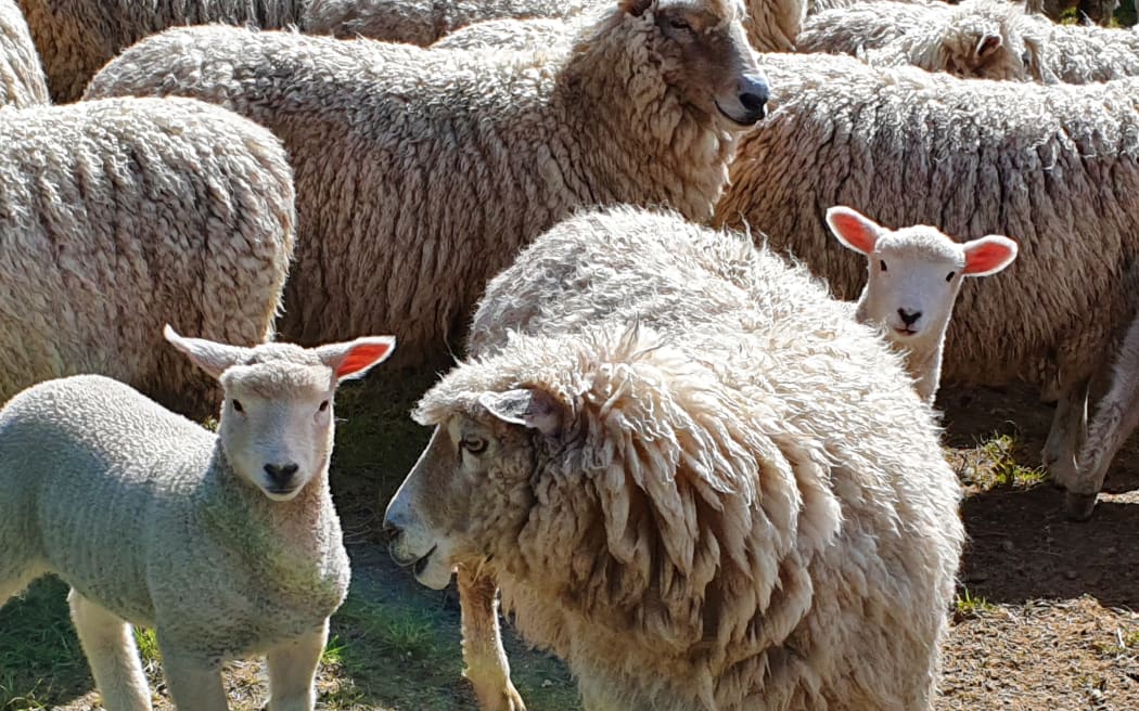 On the Farm - a wrap of farming conditions around NZ | RNZ