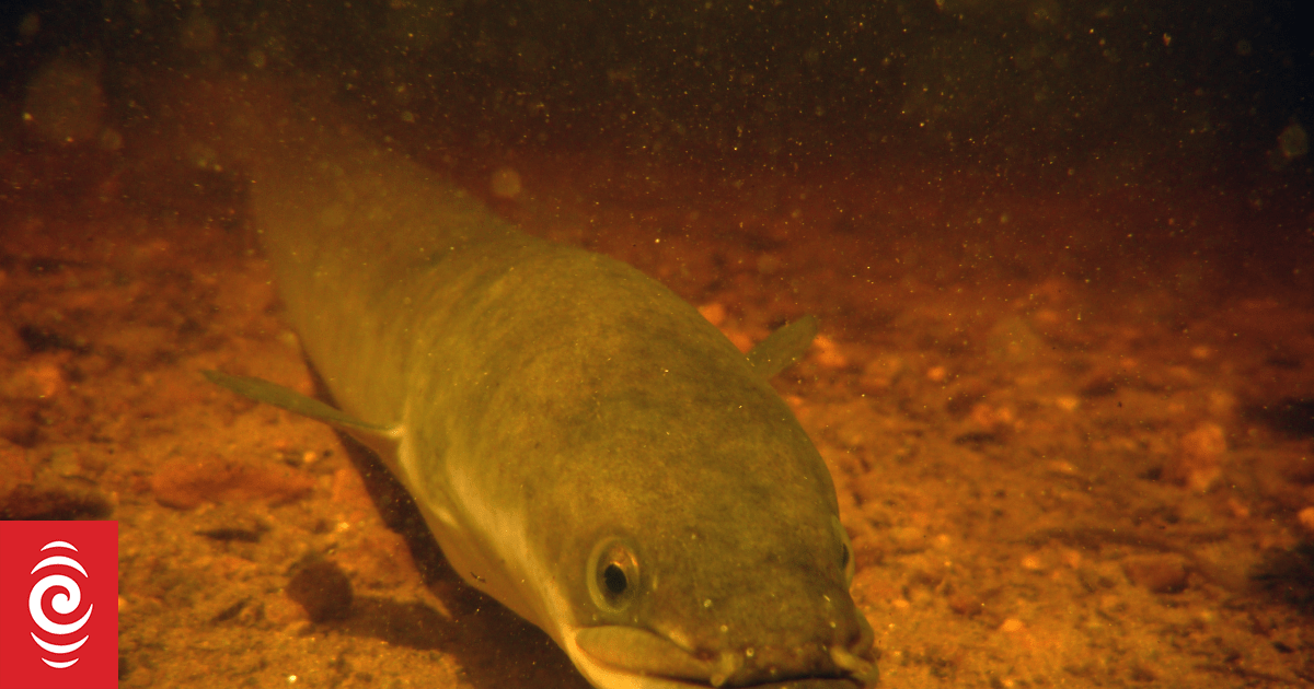 The secrets of eel migration | RNZ