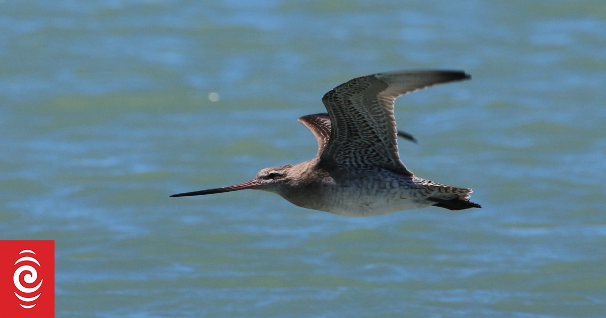 Critter of the Week the bar-tailed godwit | RNZ