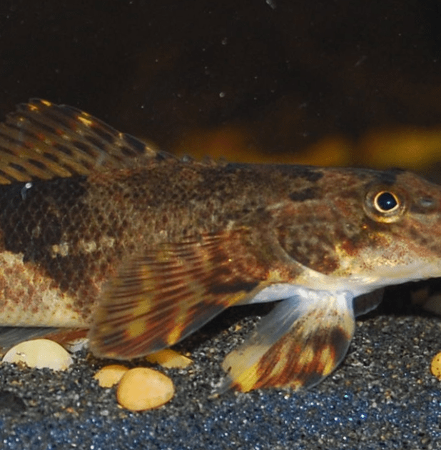 Critter of The Week: The Torrentfish | RNZ