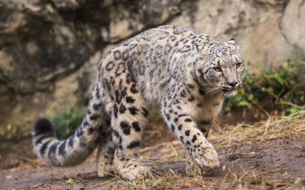 white leopard extinct