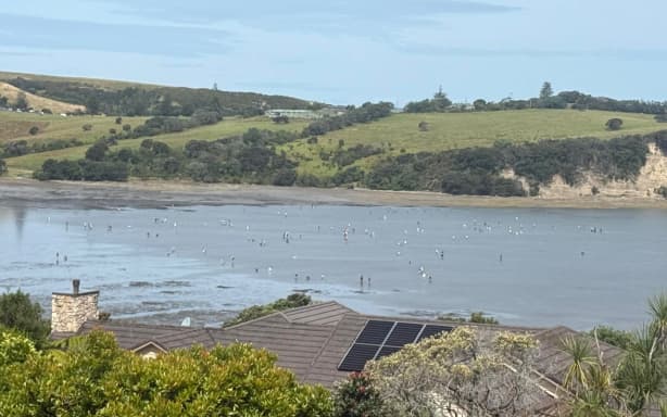 Government seeks urgent advice on how to protect Auckland rock pools | RNZ