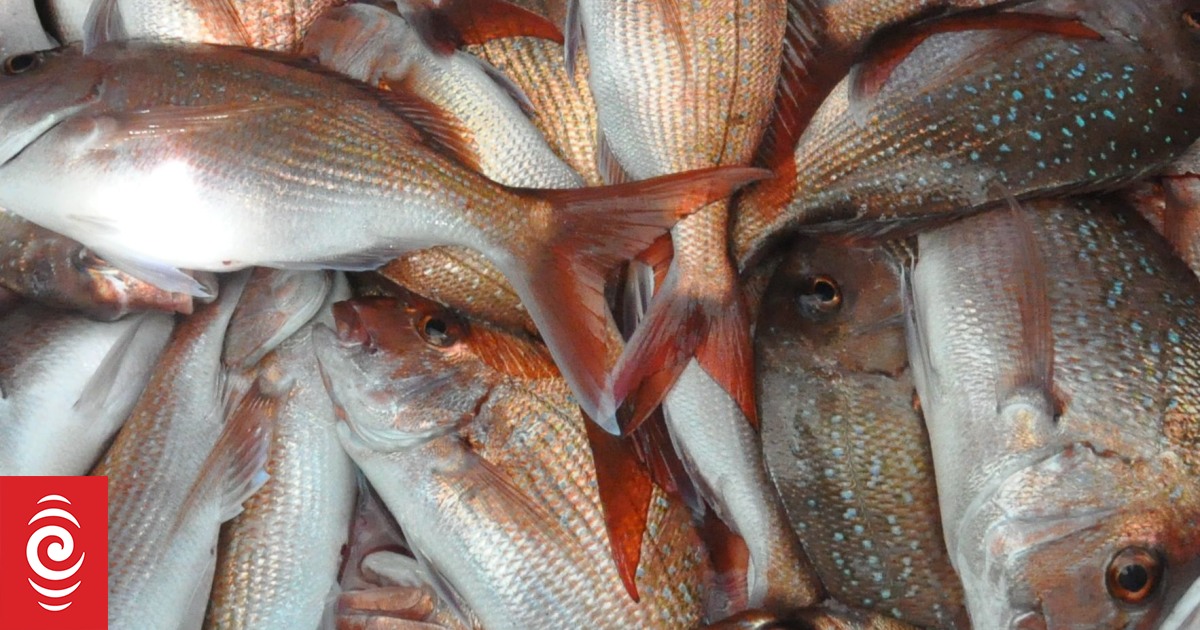 Jail term, $360K fine over sale of illegally caught fish | RNZ News
