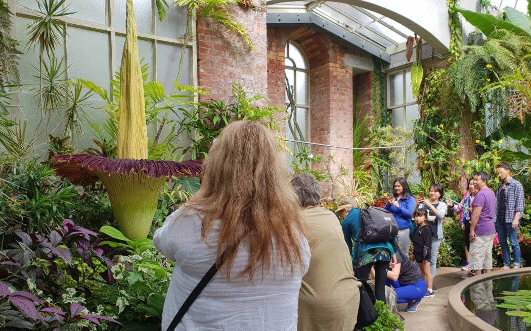 'Elements of rotting meat, sewage': Plant's smell fails to deter ...