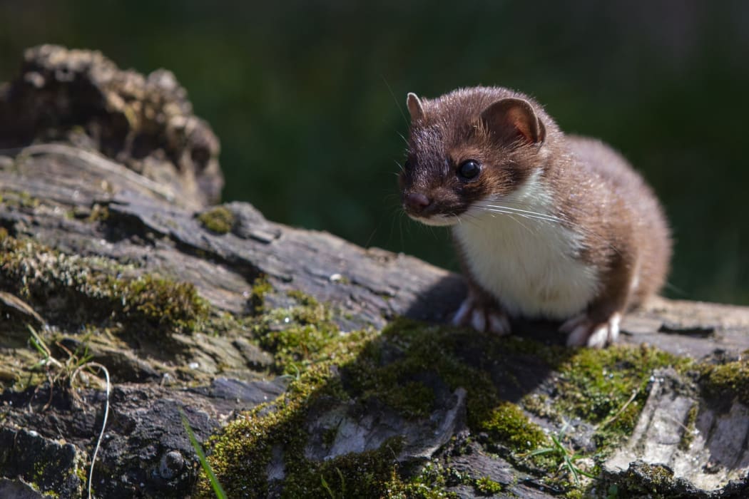 Stoat hunt: Great Barrier Island operation being scaled back | RNZ News