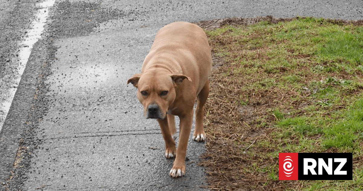 Government to review Dog Control Act | RNZ