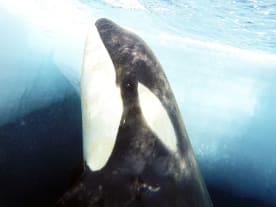 Orca in Antarctica | A Gallery from Nine To Noon | RNZ National