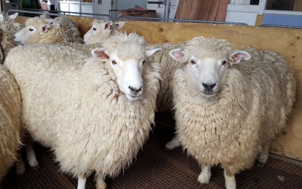 Cop comes a cropper tackling sheep | RNZ News
