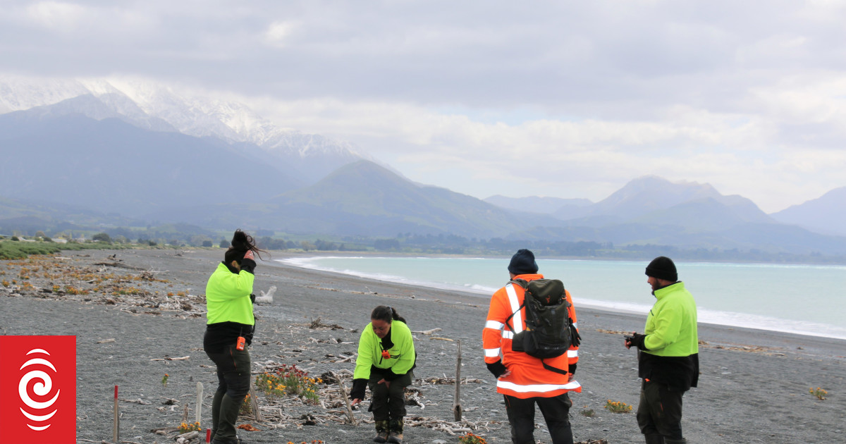 Restoring the balance of nature along the Kaikōura coastline | RNZ News